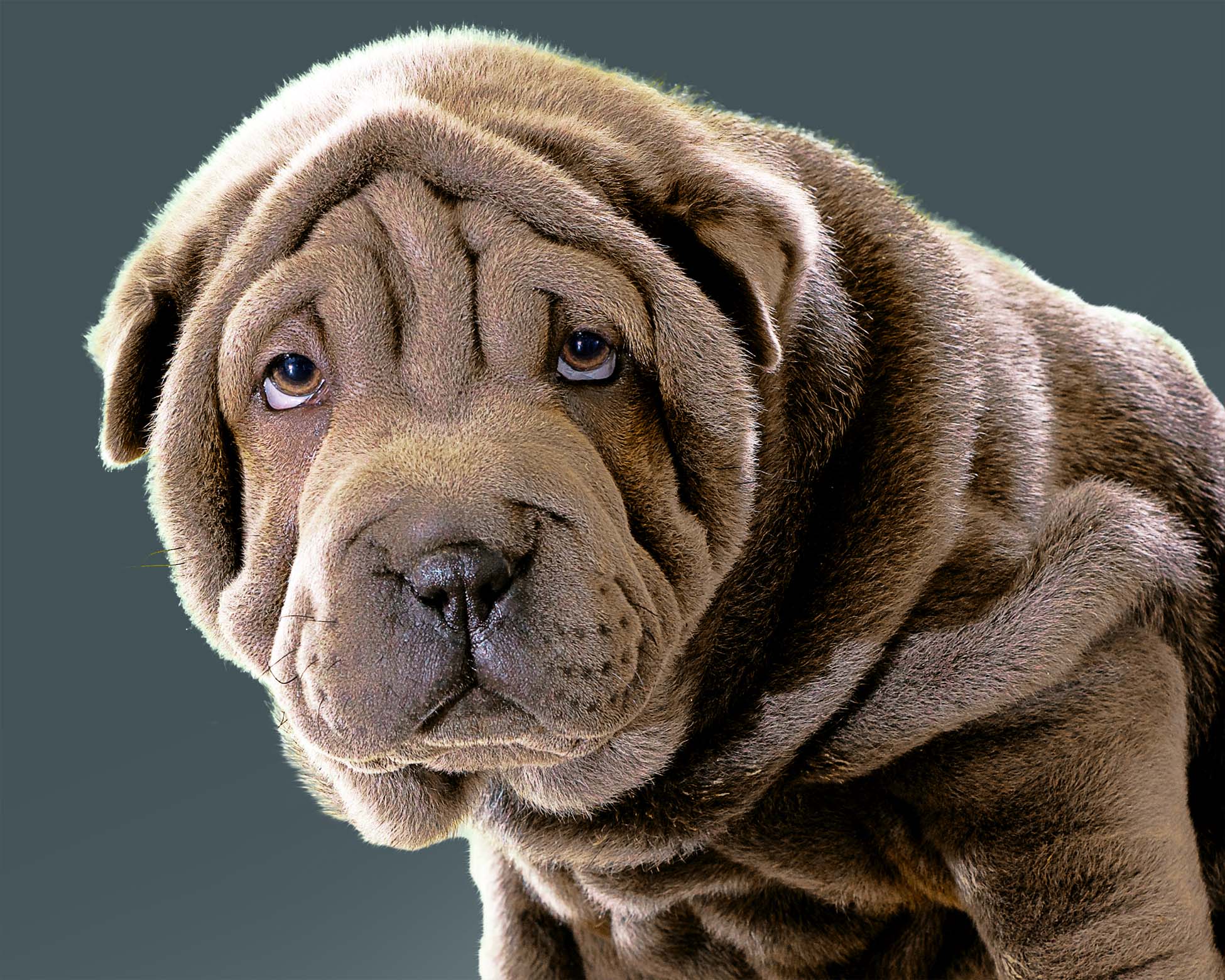 Pet Portraits - Pet Photographer - Los AngelesSouthbay Los Angeles ...